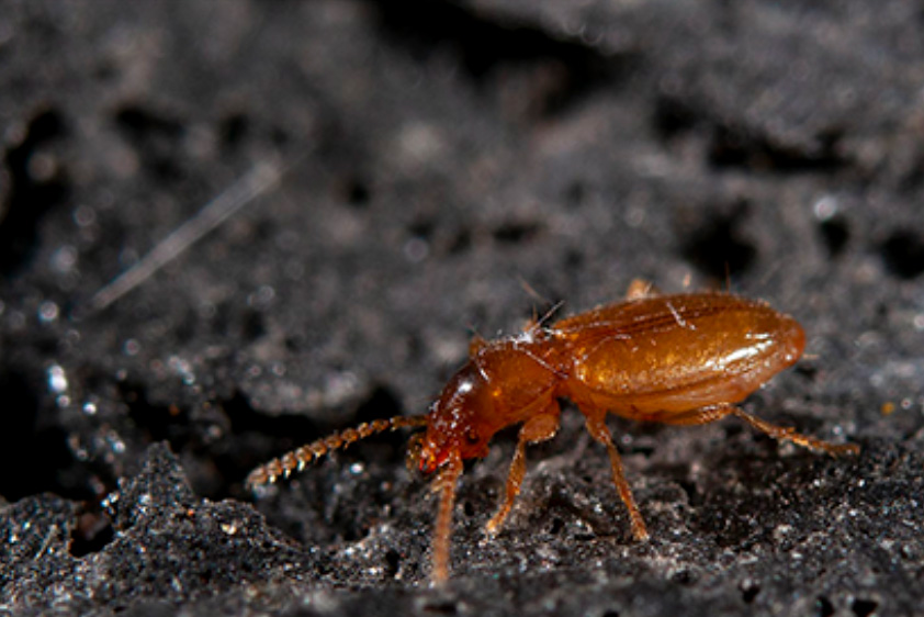 Engel Part of NSF Grant to Study Lava Tube Biodiversity on Hawai’i ...